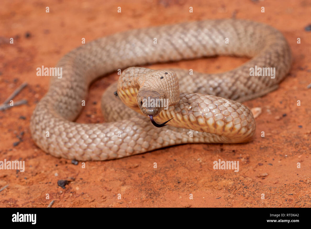 Strap snouted brown snake hi-res stock photography and images - Alamy
