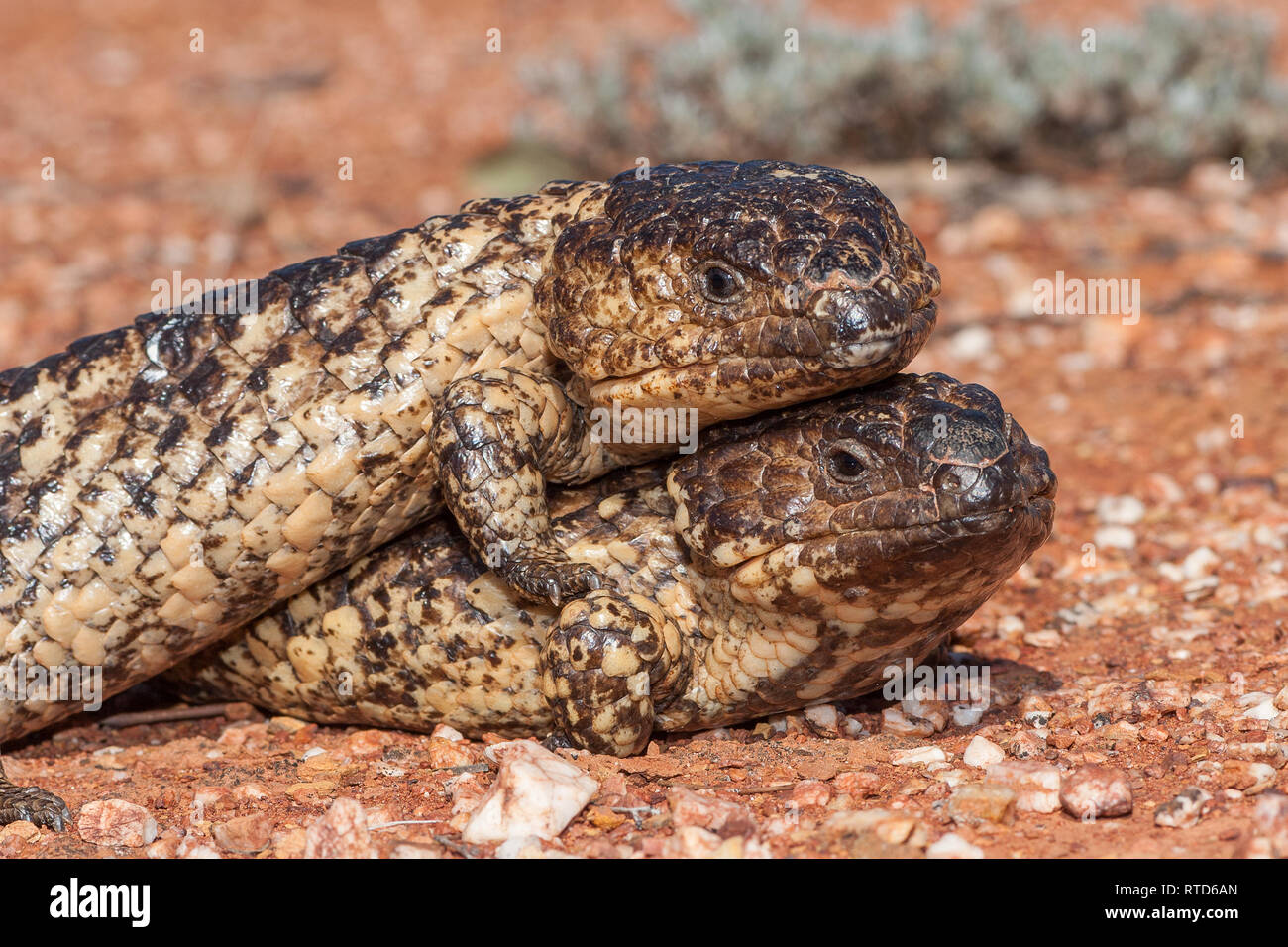 Shingle back hi-res stock photography and images - Alamy
