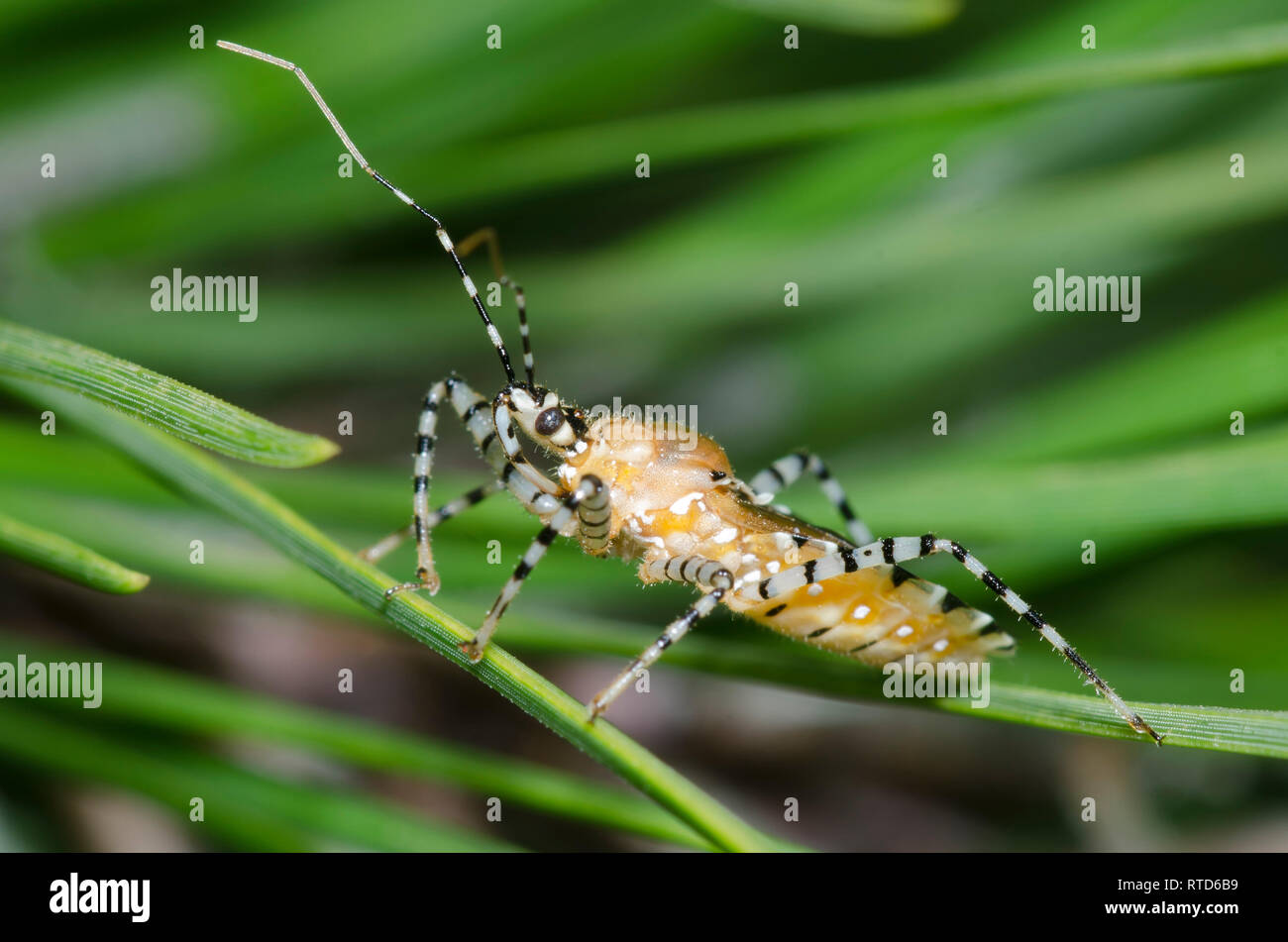 Pselliopus cinctus hi-res stock photography and images - Alamy