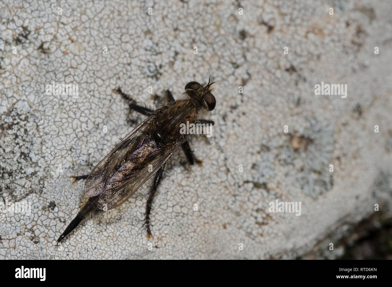 Robber Fly, Pogonioefferia sp., female Stock Photo - Alamy