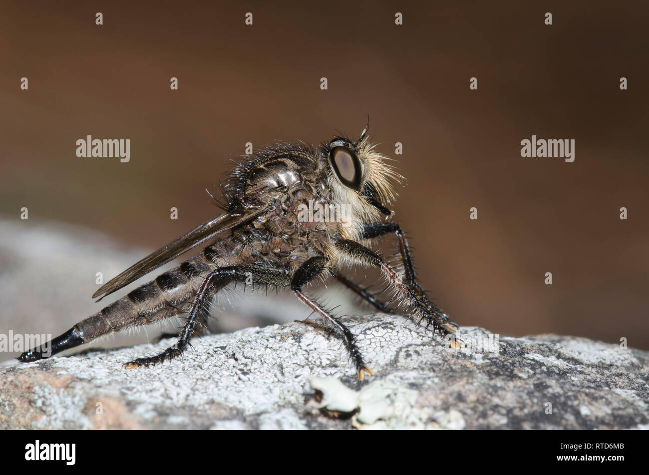 Robber female hi-res stock photography and images - Alamy