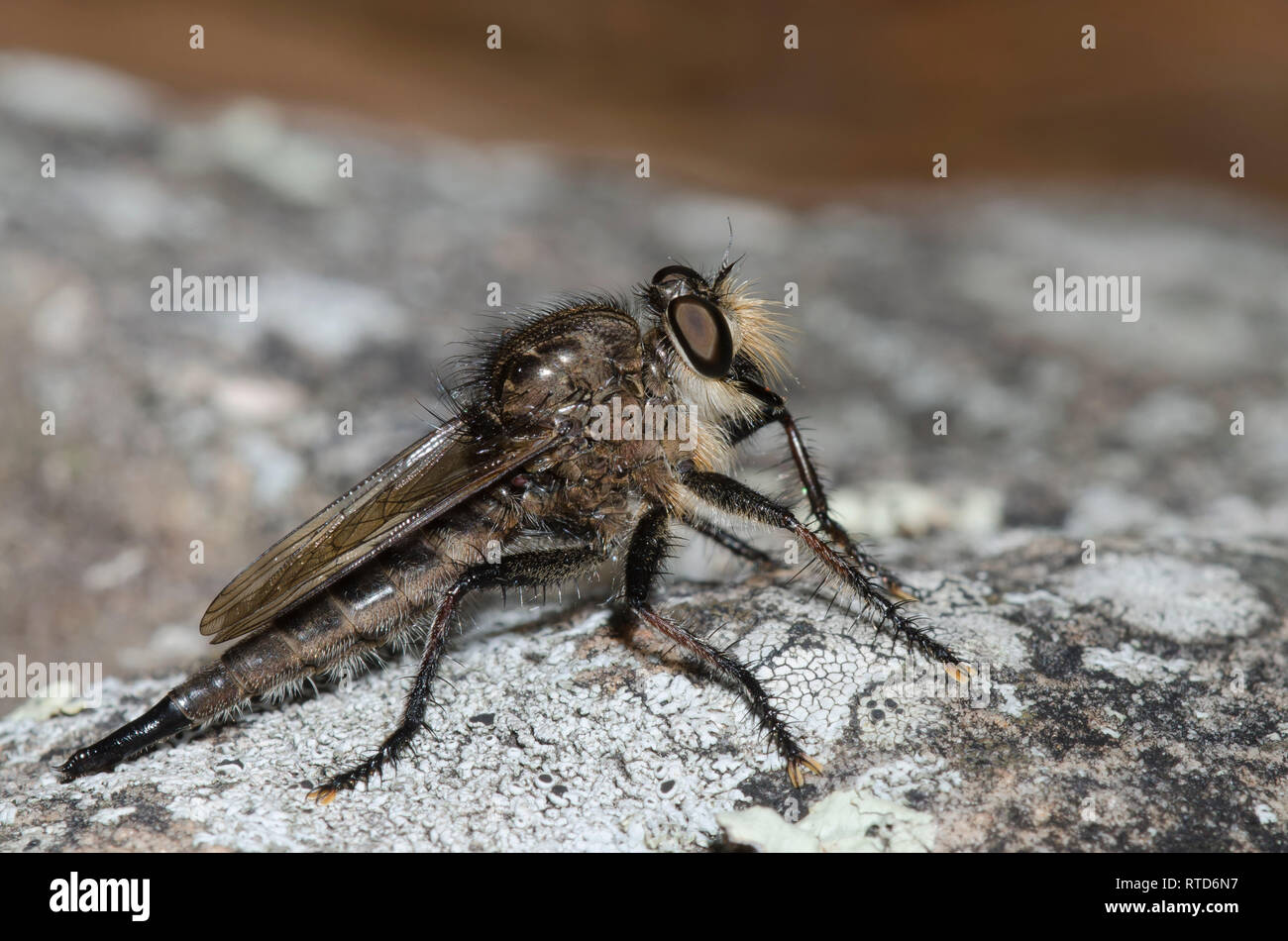 Female robber hi-res stock photography and images - Alamy