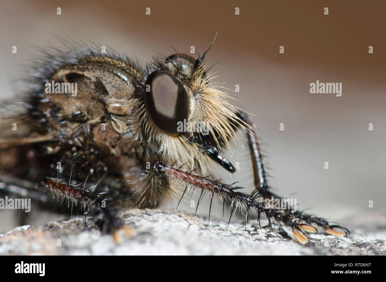 Robber Fly, Pogonioefferia sp., female Stock Photo - Alamy
