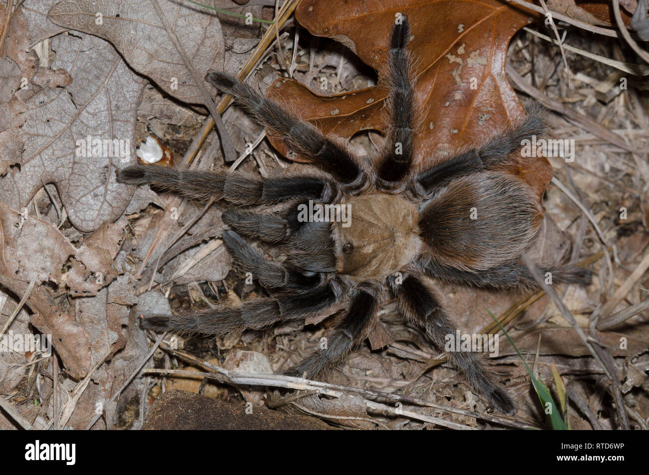 Oklahoma Brown Tarantula, Aphonopelma hentzi Stock Photo - Alamy