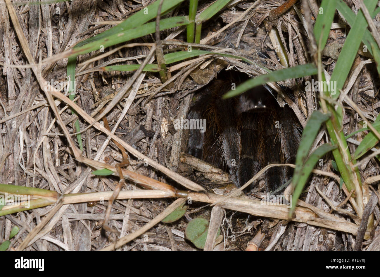 Tarantula Burrow High Resolution Stock Photography and Images - Alamy