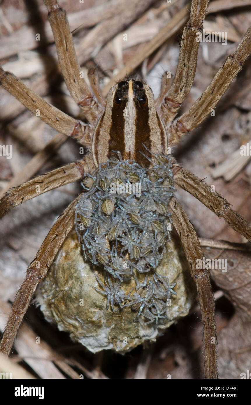 Wolf spider and spiderlings hi-res stock photography and images - Alamy