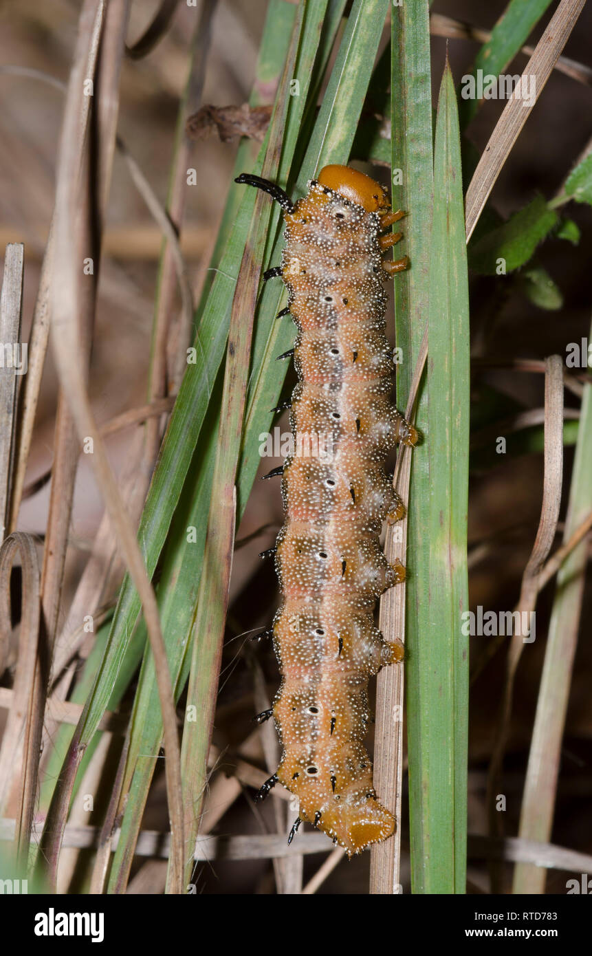 Spiny Oakworm Moth, Anisota stigma, larva Stock Photo - Alamy