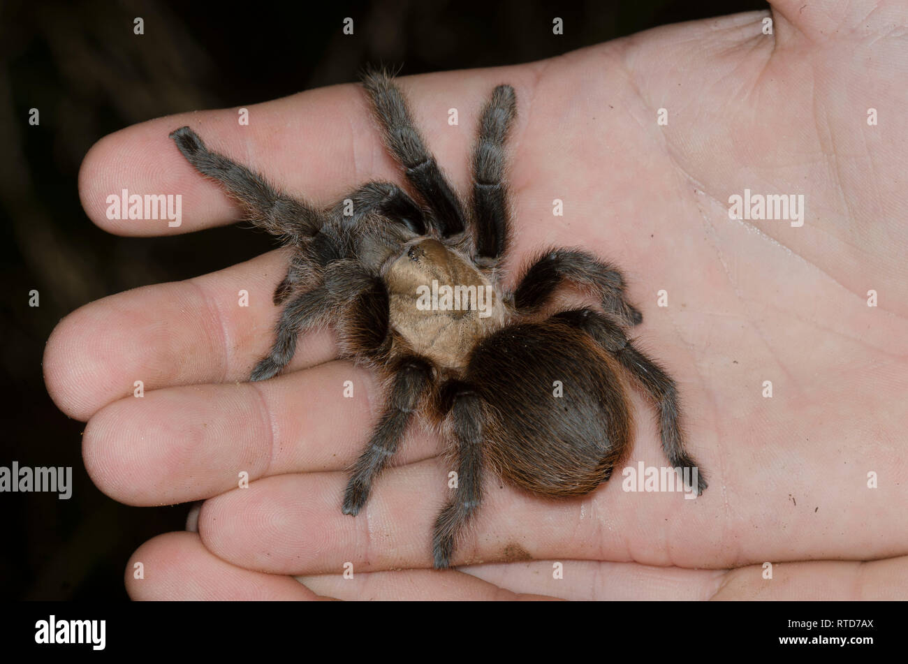 32 year old man holding freshly extracted Oklahoma Brown Tarantula ...