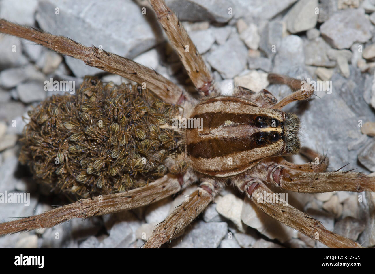 Wolf spider babies hi-res stock photography and images - Alamy