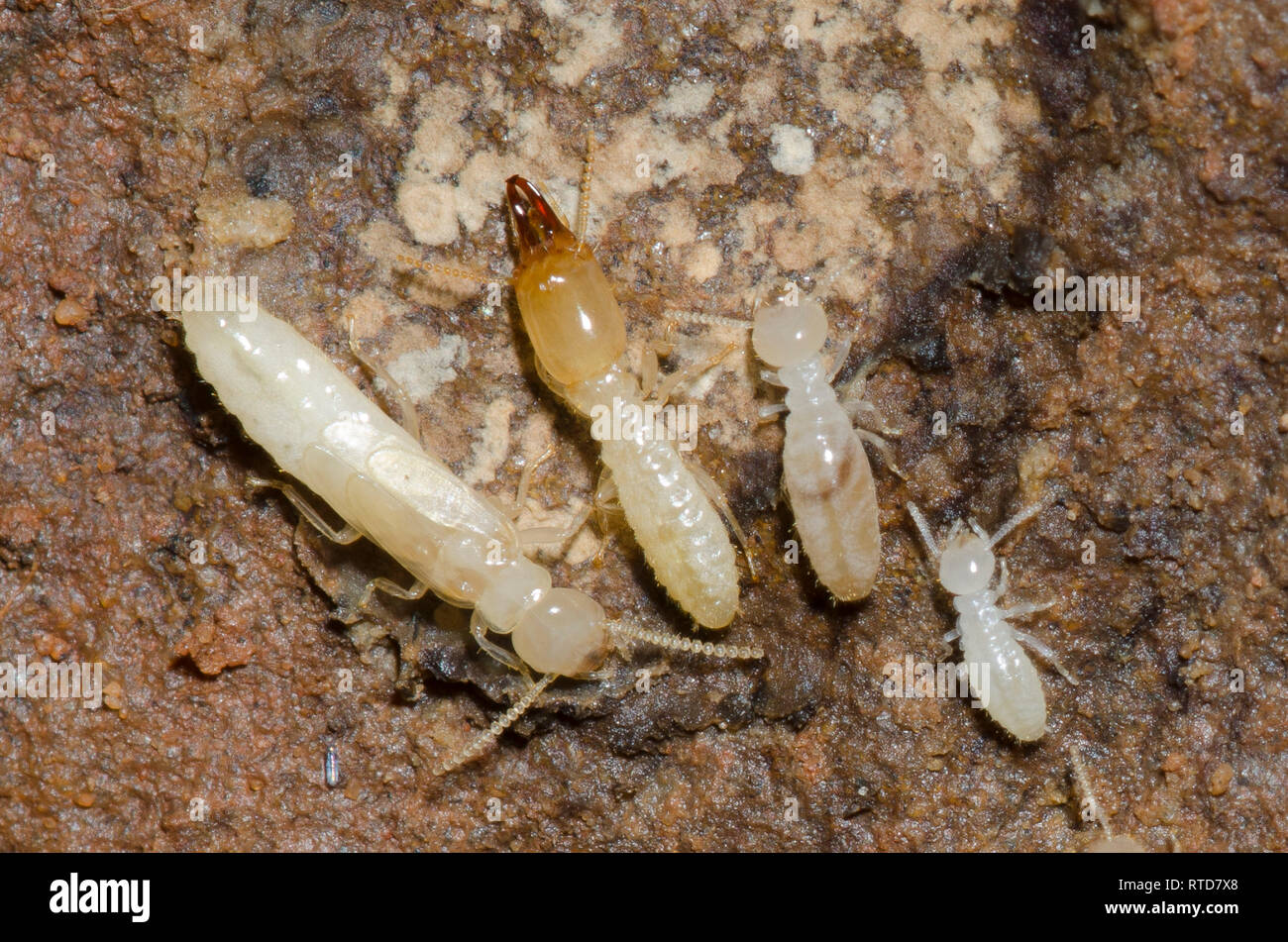 Reticulitermes High Resolution Stock Photography and Images - Alamy