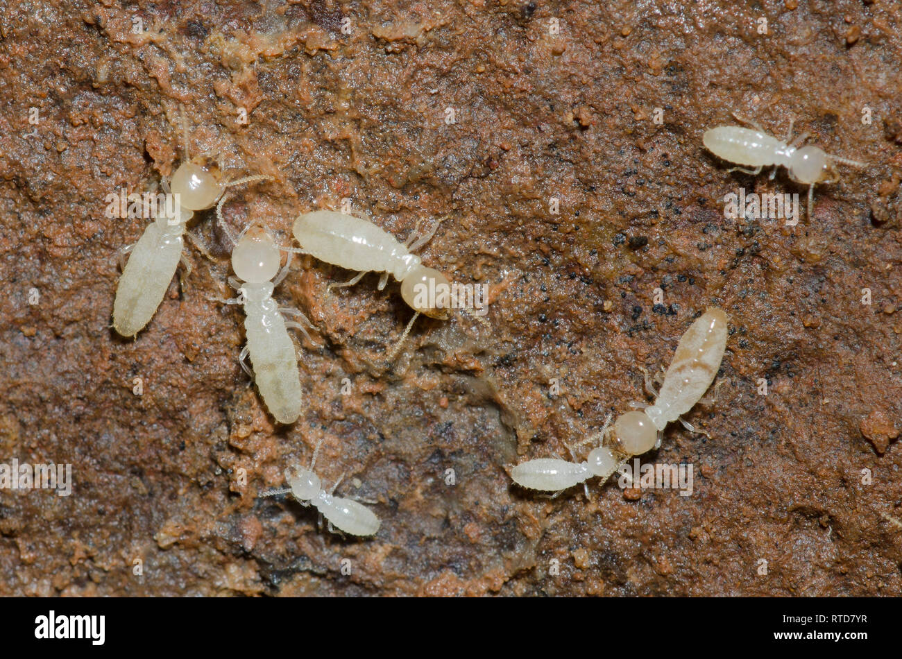 Subterranean Termites, Reticulitermes sp Stock Photo - Alamy