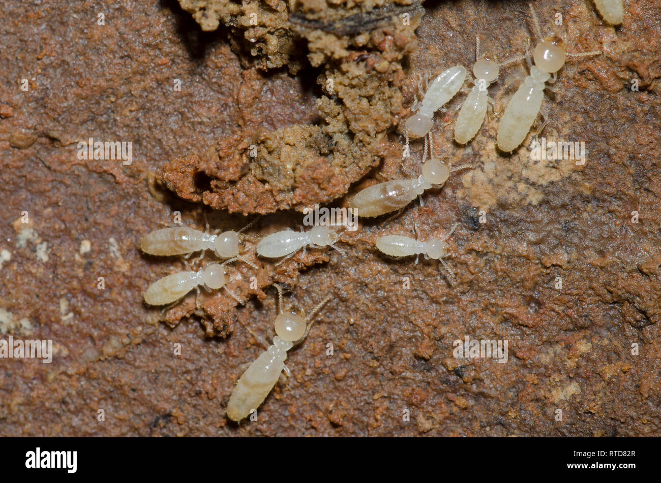Subterranean Termites, Reticulitermes sp Stock Photo - Alamy