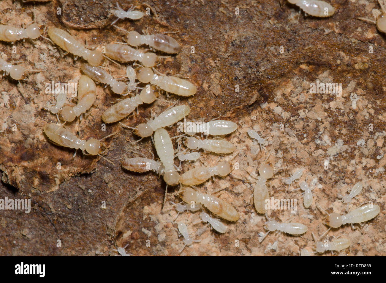 Reticulitermes sp hi-res stock photography and images - Alamy
