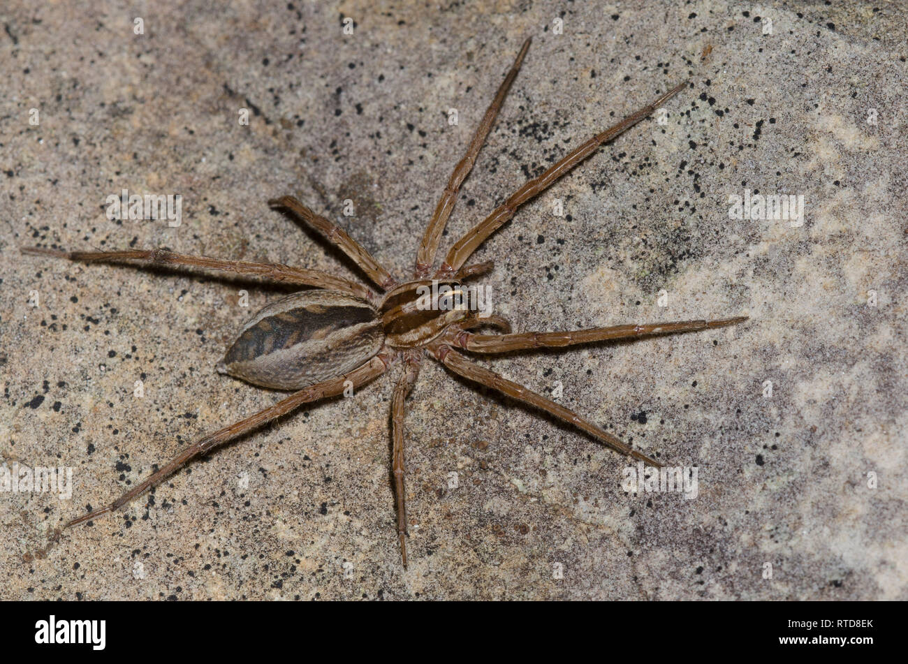 Wolf Spider, Rabidosa sp., female Stock Photo - Alamy
