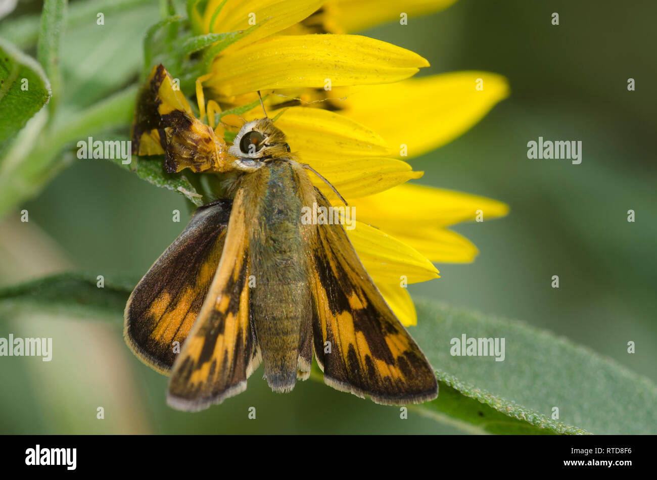 Jagged Ambush Bug, Phymata sp., feeding on captured Fiery Skipper ...
