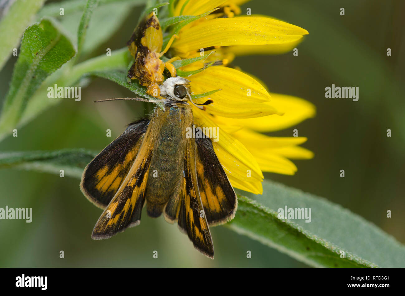 Jagged Ambush Bug, Phymata sp., feeding on captured Fiery Skipper ...