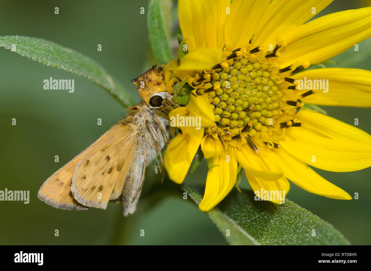 Phymata sp hi-res stock photography and images - Alamy