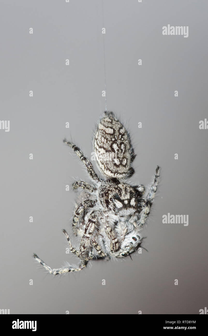 Jumping Spiders, Phidippus mystaceus, dead females hanging after ...