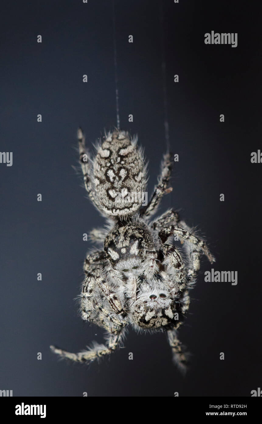 Jumping spiders hi-res stock photography and images - Alamy