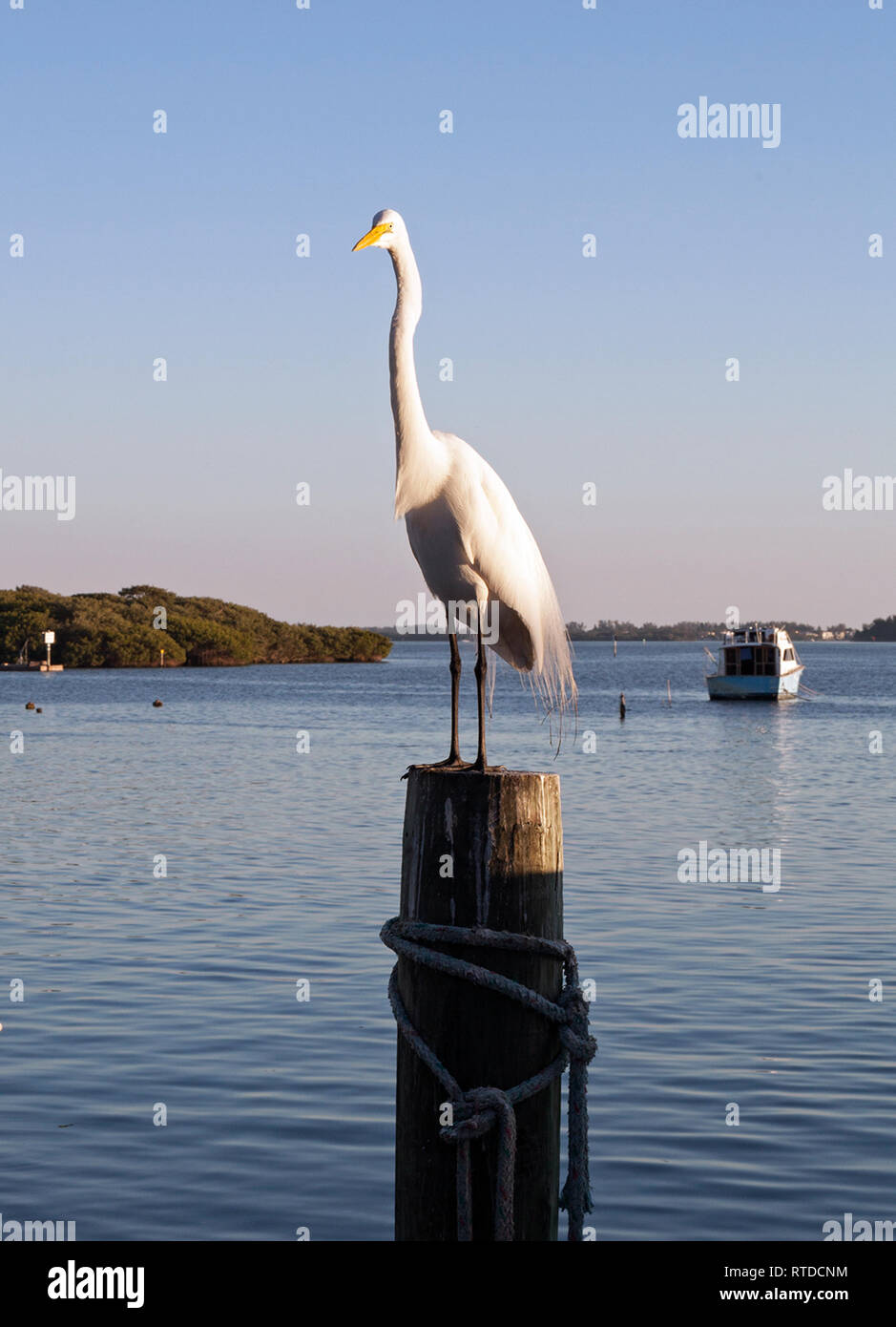 A great white egret stands on a wooden perch near Anna Maria Island ...