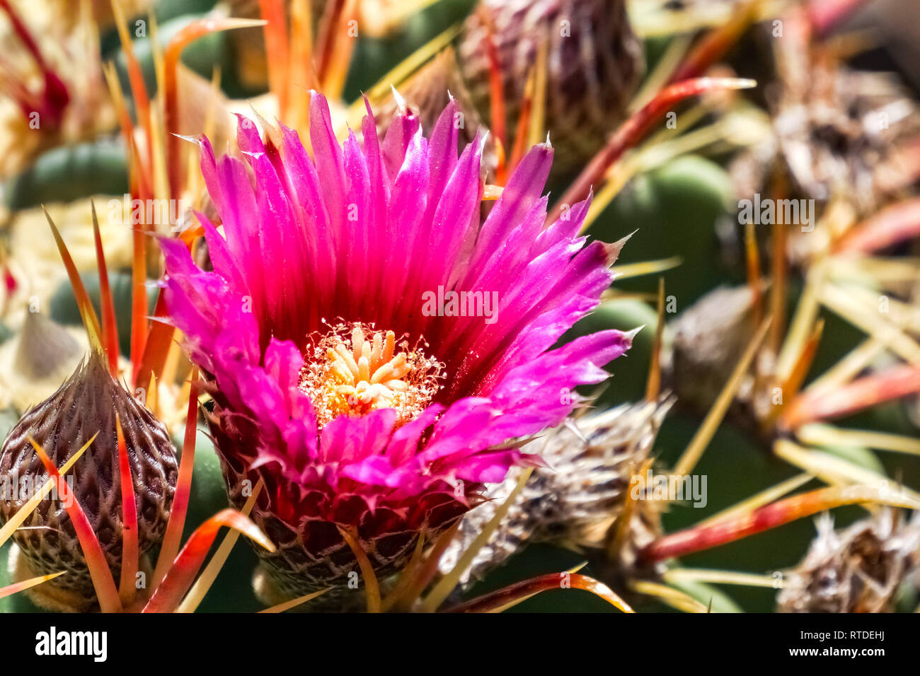 Magenta pink flower on a barrel cactus, California Stock Photo - Alamy
