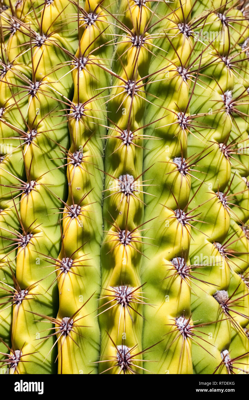 Real cacti hi-res stock photography and images - Alamy