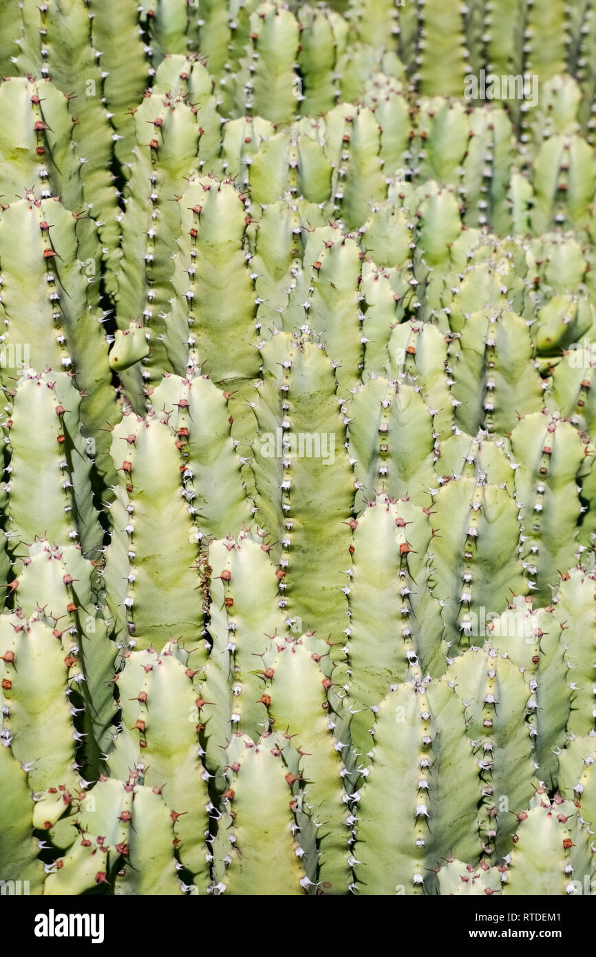 Background image of spiky succulent cacti growing close together ...