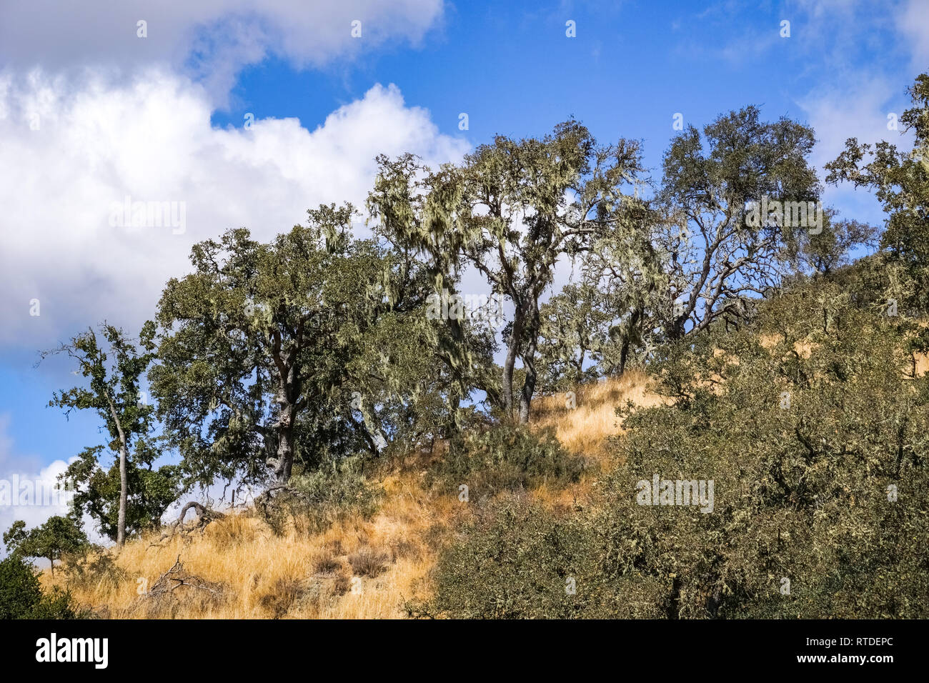 California's State Lichen (Lace lichen; Ramalina Menziesii) on live oak ...