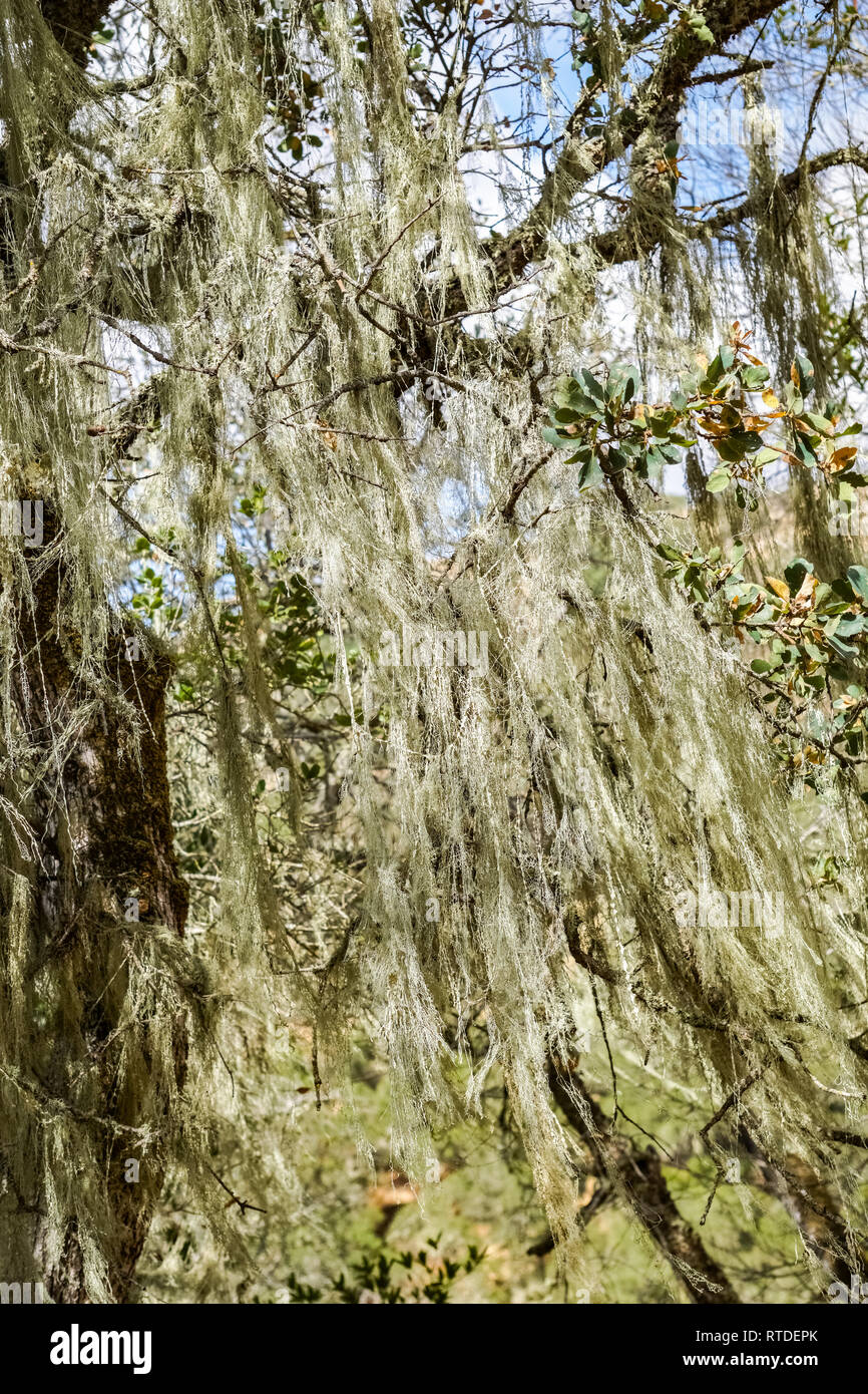 Californias oak tree hi-res stock photography and images - Alamy
