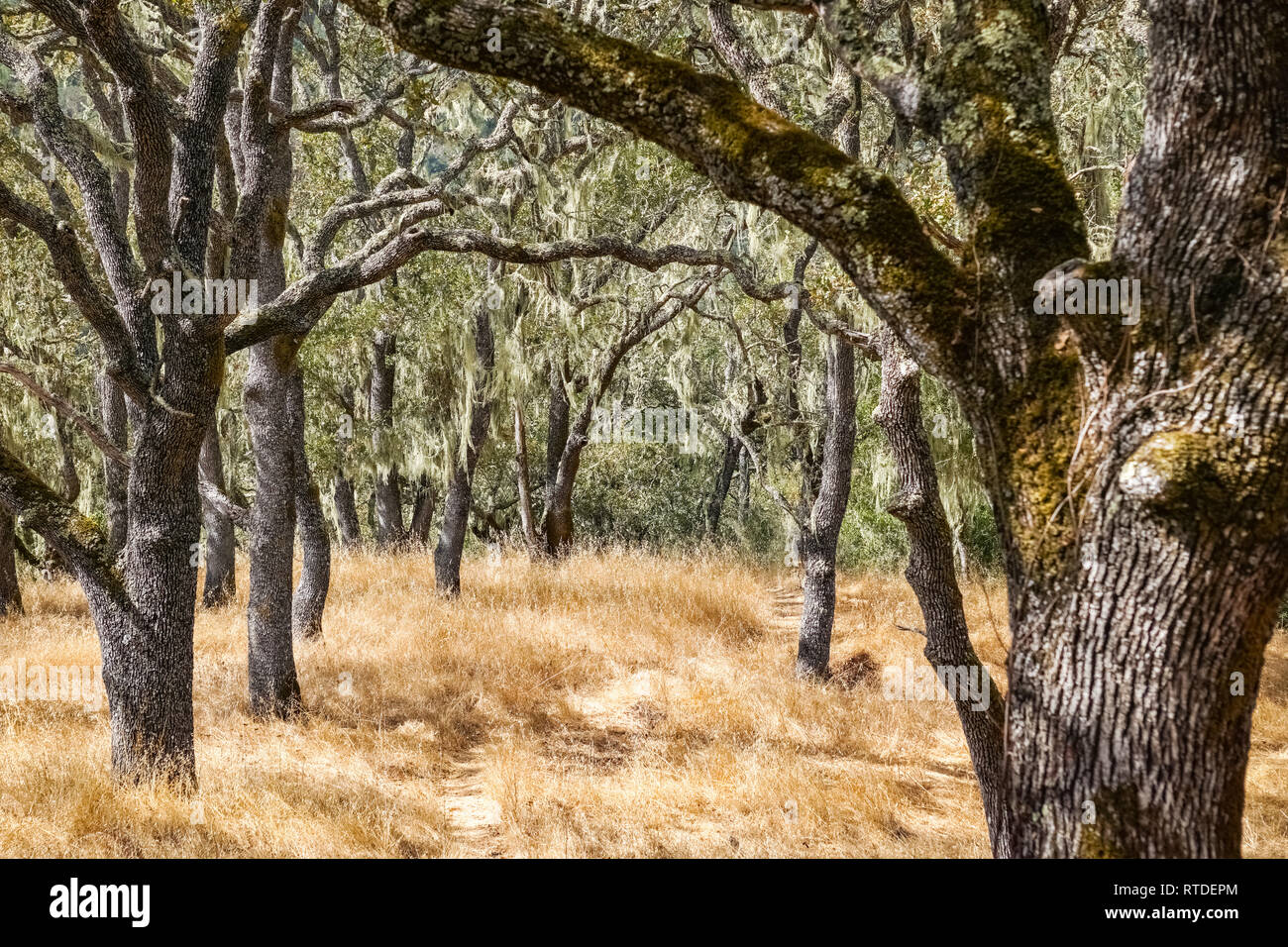California's State Lichen (Lace lichen; Ramalina Menziesii) on live oak ...