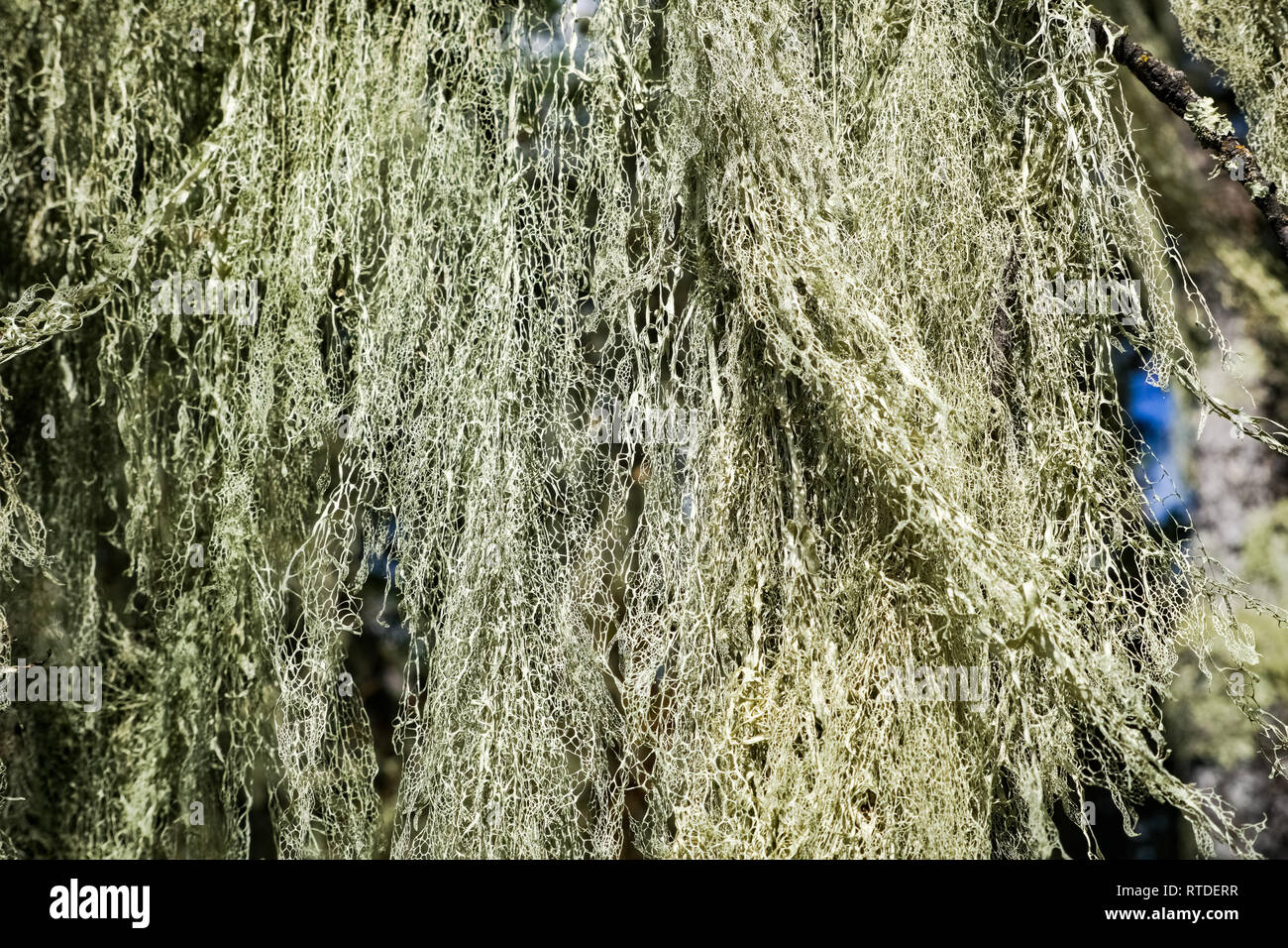 California's State Lichen (Lace lichen; Ramalina Menziesii) on live oak ...