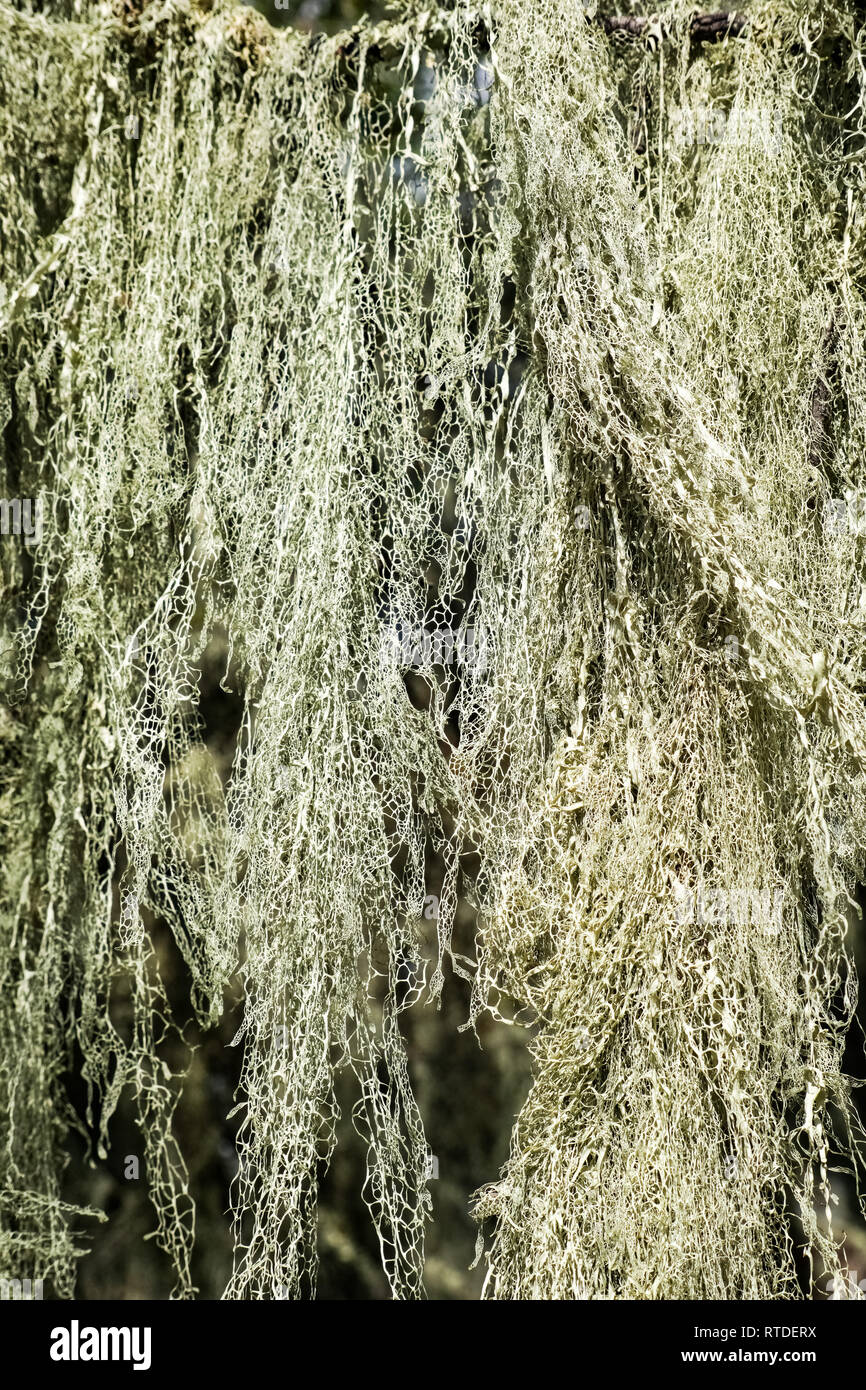 California's State Lichen (Lace lichen; Ramalina Menziesii) on live oak ...