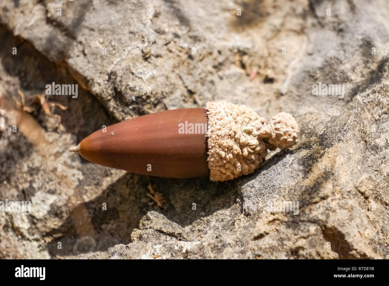 Acorn rock hi-res stock photography and images - Alamy