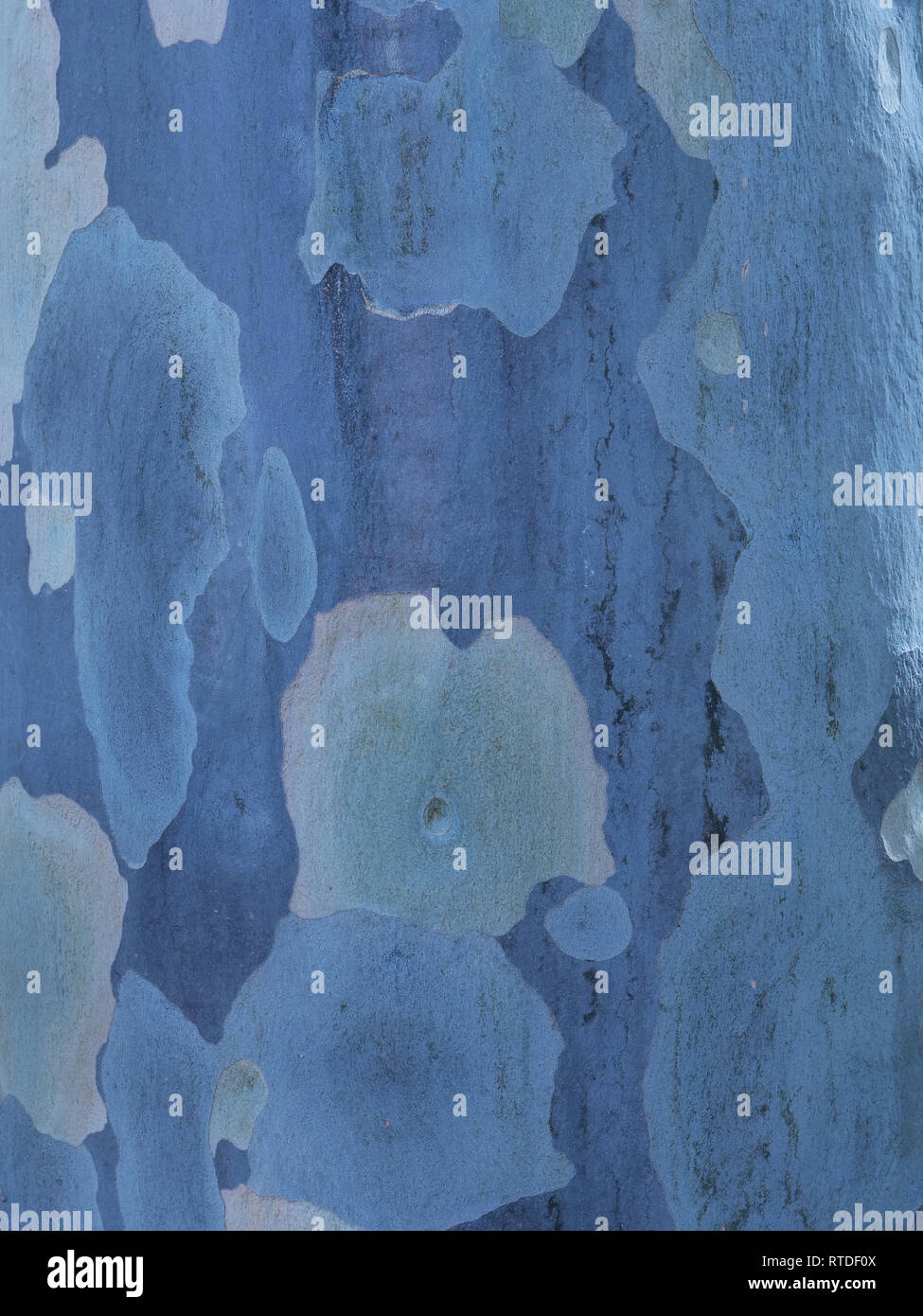 Natural pattern on the bark of the native Eucalyptus tree in Perth ...