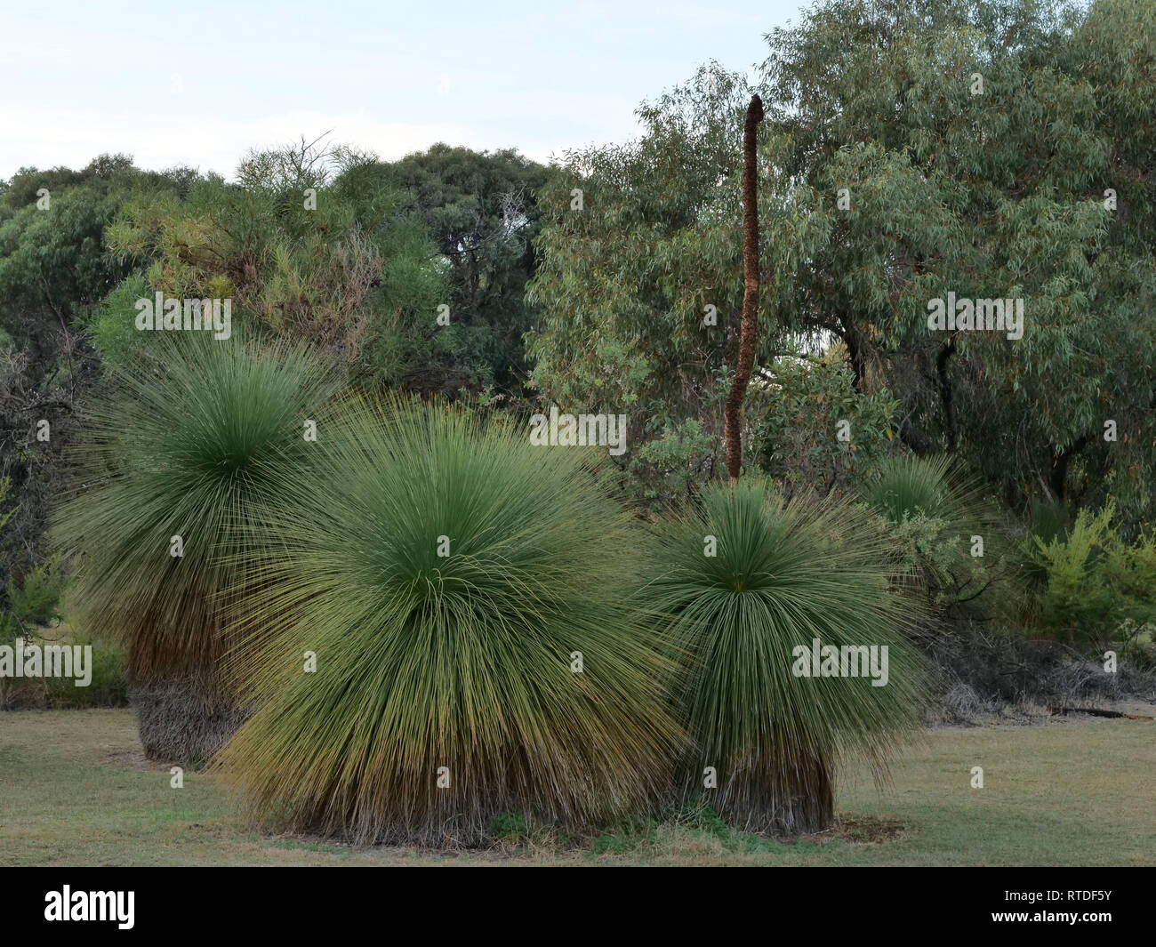Xanthorrhoea Stock Photos & Xanthorrhoea Stock Images - Alamy