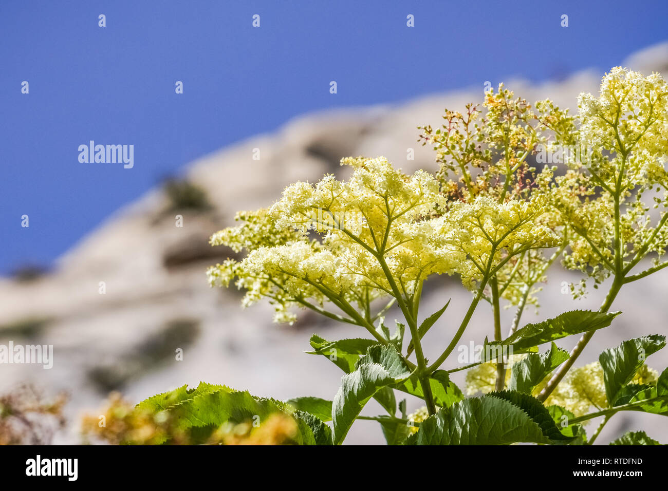 Blue Elderberry flowers (Sambucus nigra ssp. caerulea), Eastern Sierra ...