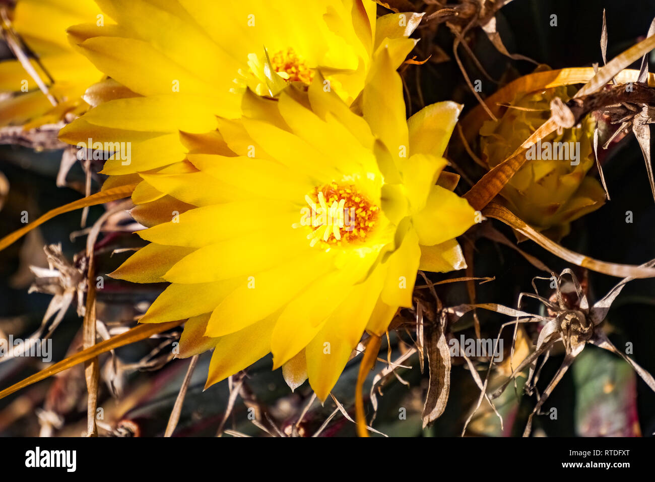 Yellow cactus flowers hi-res stock photography and images - Alamy