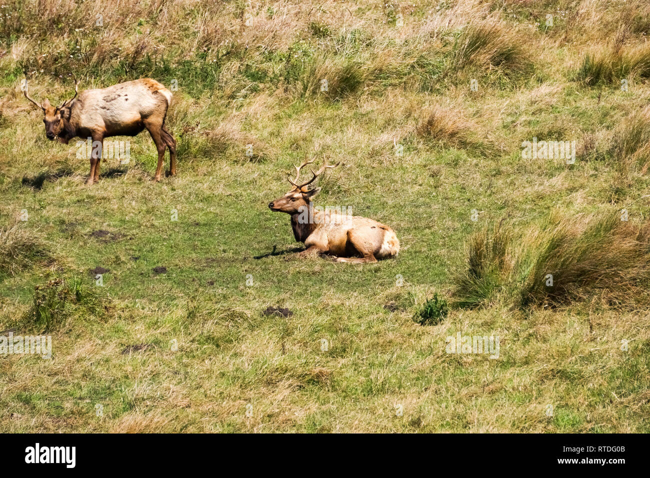 Tule grass hi-res stock photography and images - Alamy