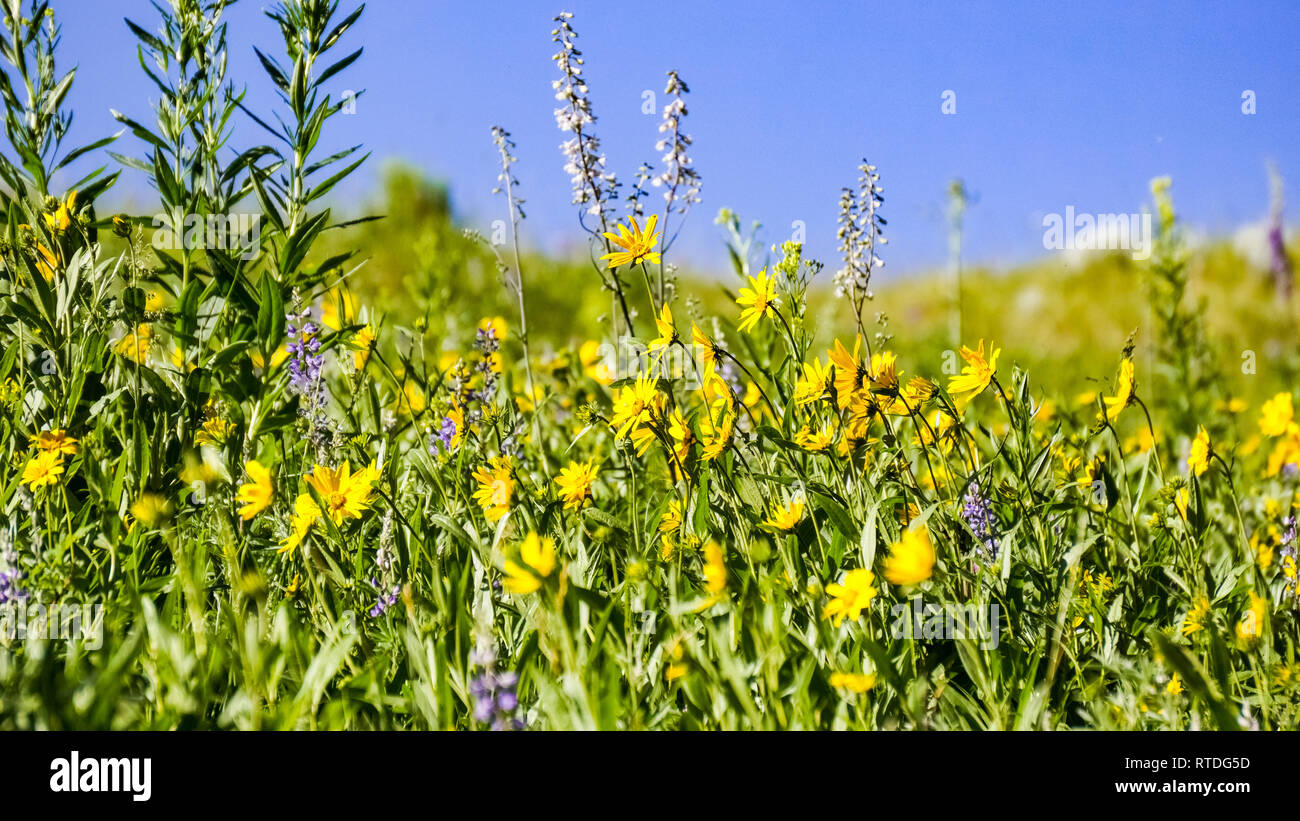 Meadow full of Arrowleaf Balsamroot (Balsamorhiza sagittata) wild ...