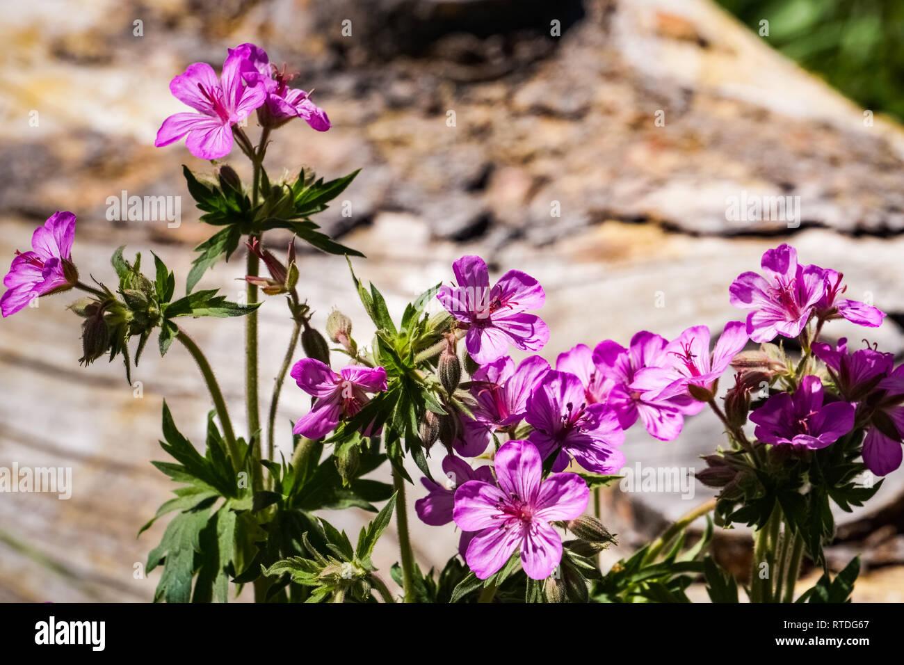 Sticky geranium wildflower (geranium viscosissimum), Yellowstone ...