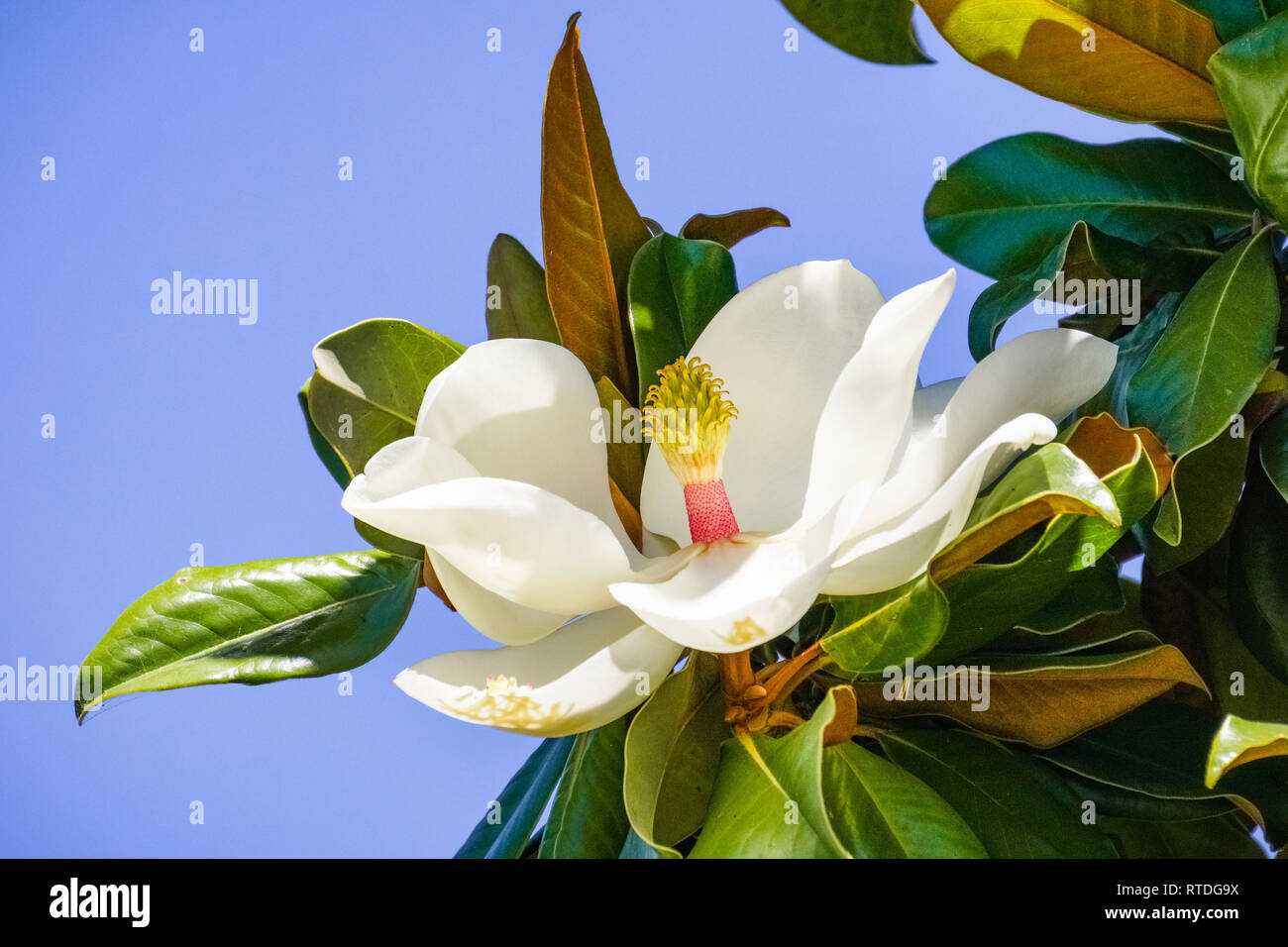 Scented magnolia tree flower, California Stock Photo - Alamy