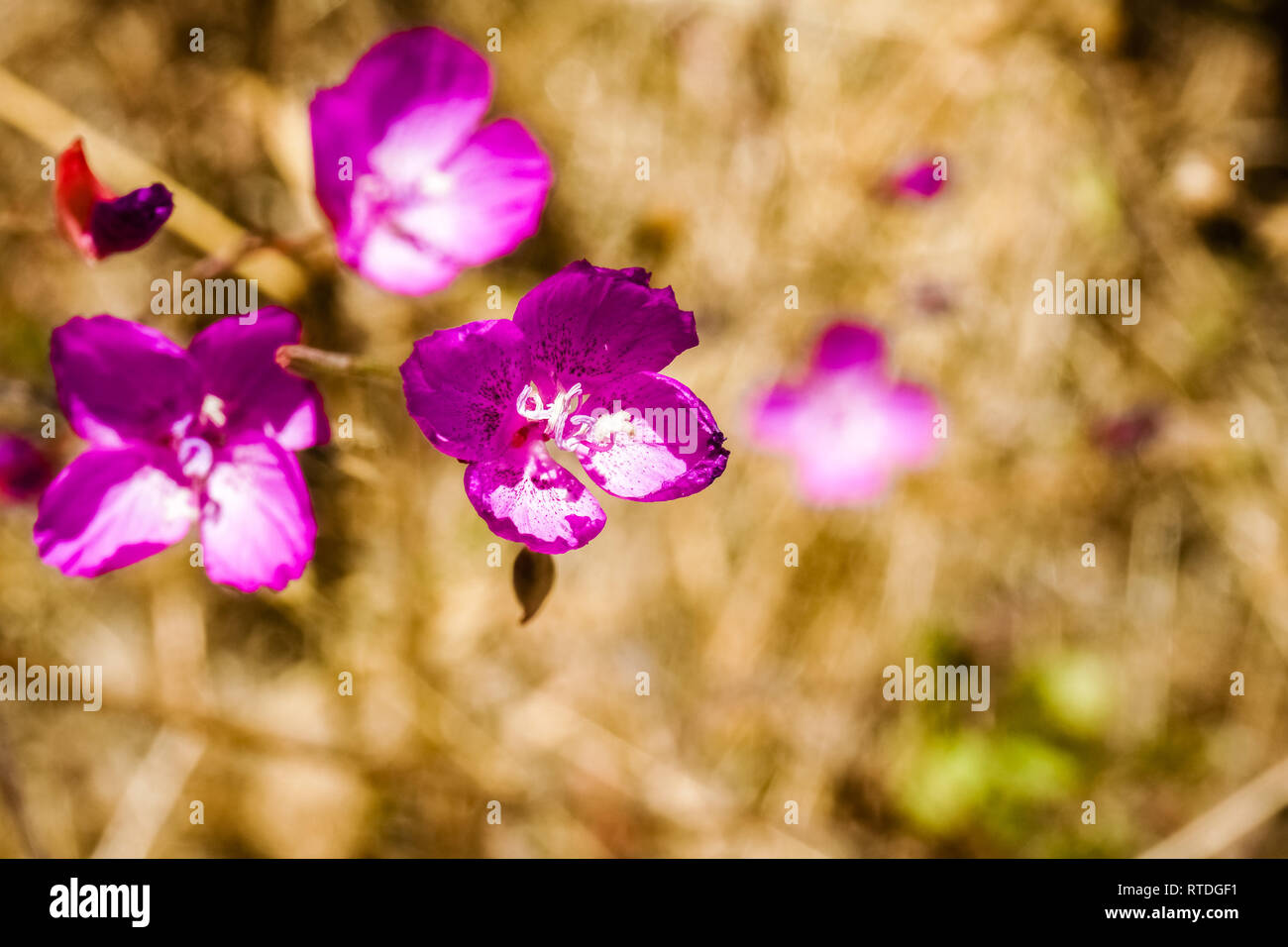 Clarkia Purpurea wildflower, California Stock Photo - Alamy