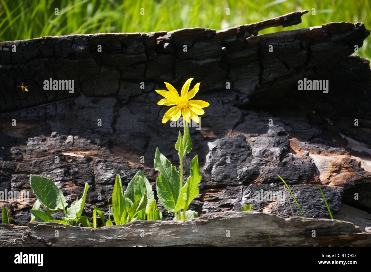 Balsamorhiza sagittata hi-res stock photography and images - Alamy