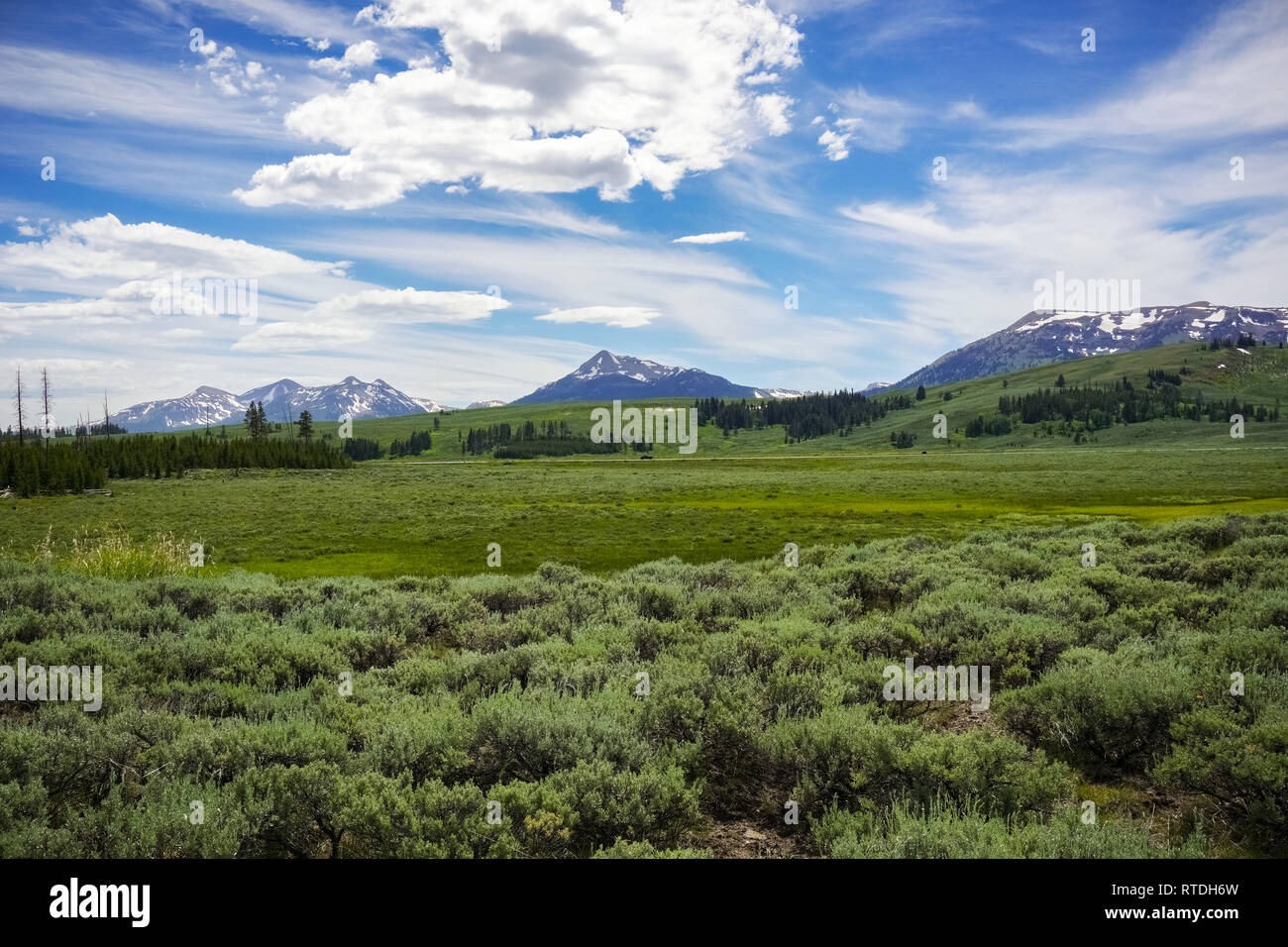 Lush green marsh plants hi-res stock photography and images - Alamy