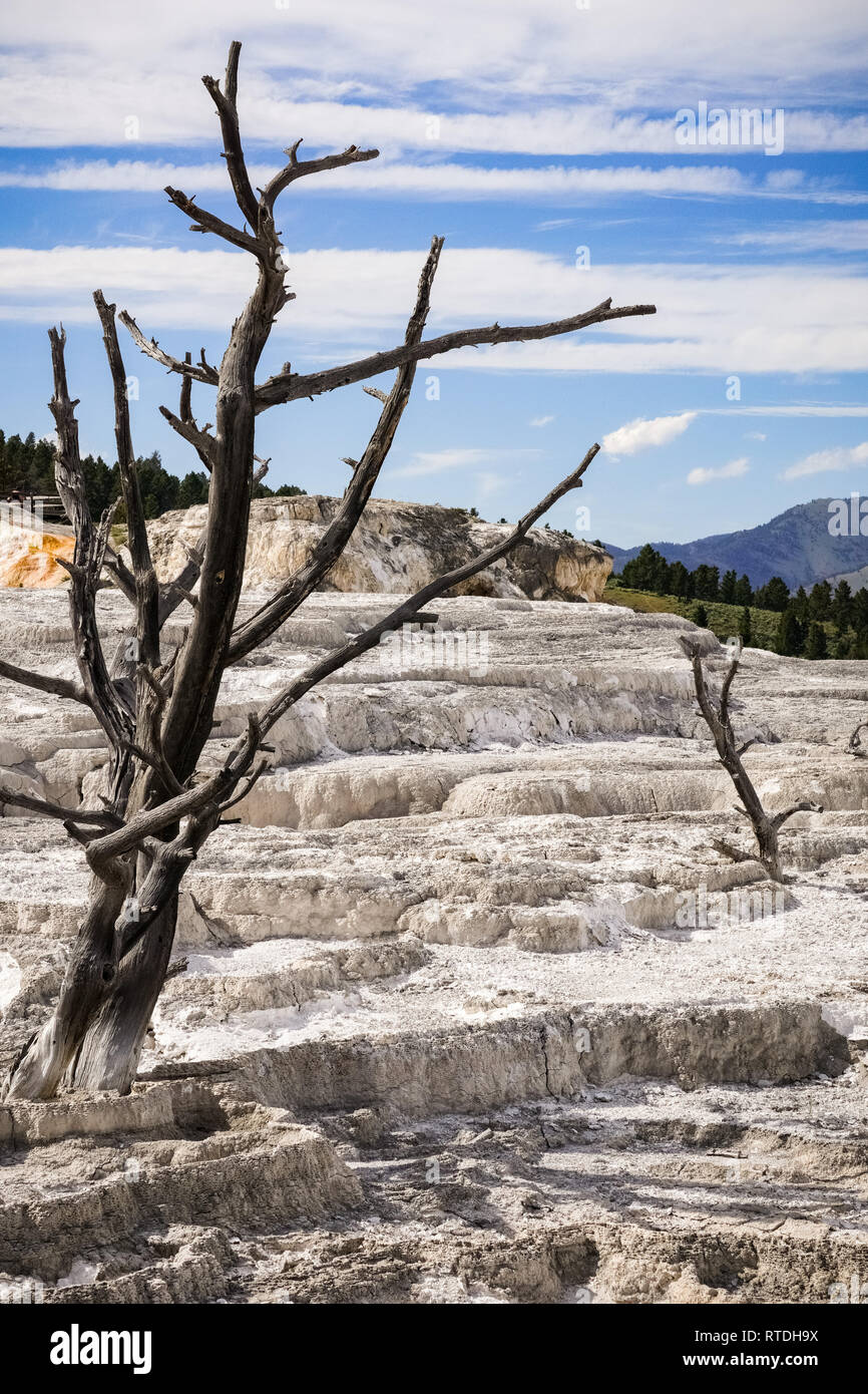 Dead trees on the travertine terrace of Mammoth Hot Springs ...
