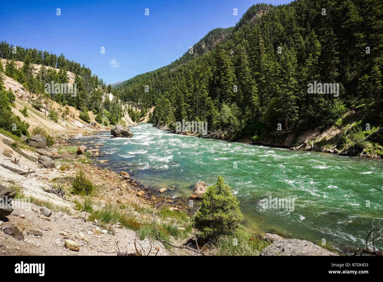 Thick forest yellowstone hi-res stock photography and images - Alamy