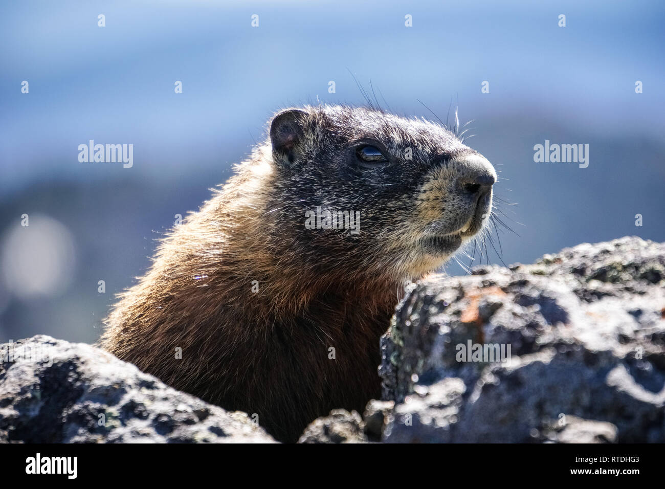 Yellow bellied marmot on the trail to Mt Washburn, Yellowstone National ...