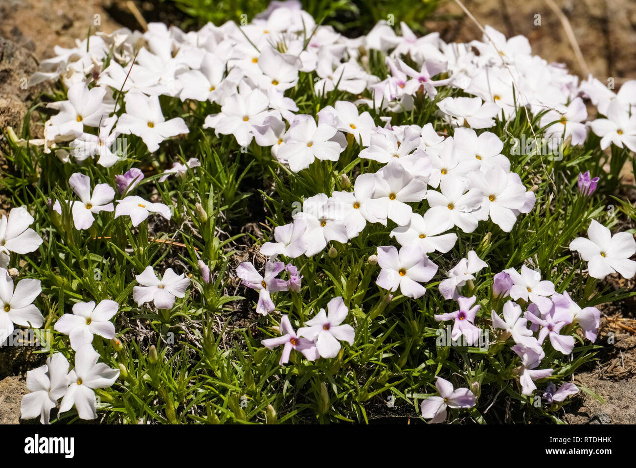 Phlox flowers growing on the trail to Mt Washburn, Yellowstone National ...