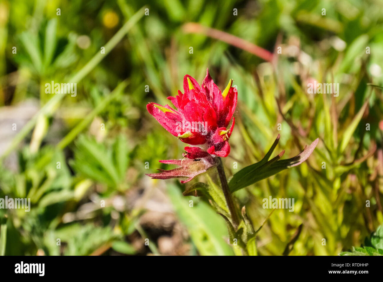 Indian paintbrush yellowstone hi-res stock photography and images - Alamy