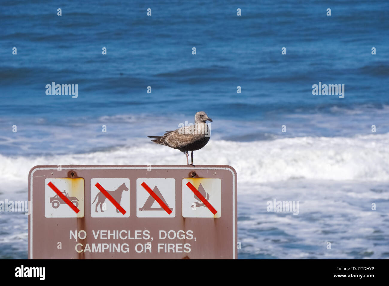 Beach sign and seagull, California Stock Photo - Alamy